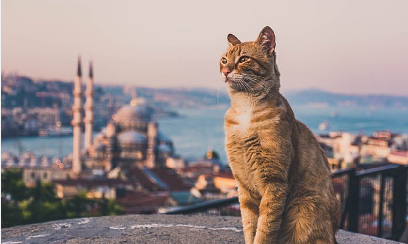 Mačke u islamu imaju posebno mjesto, a evo i zašto! | Cazin.NET