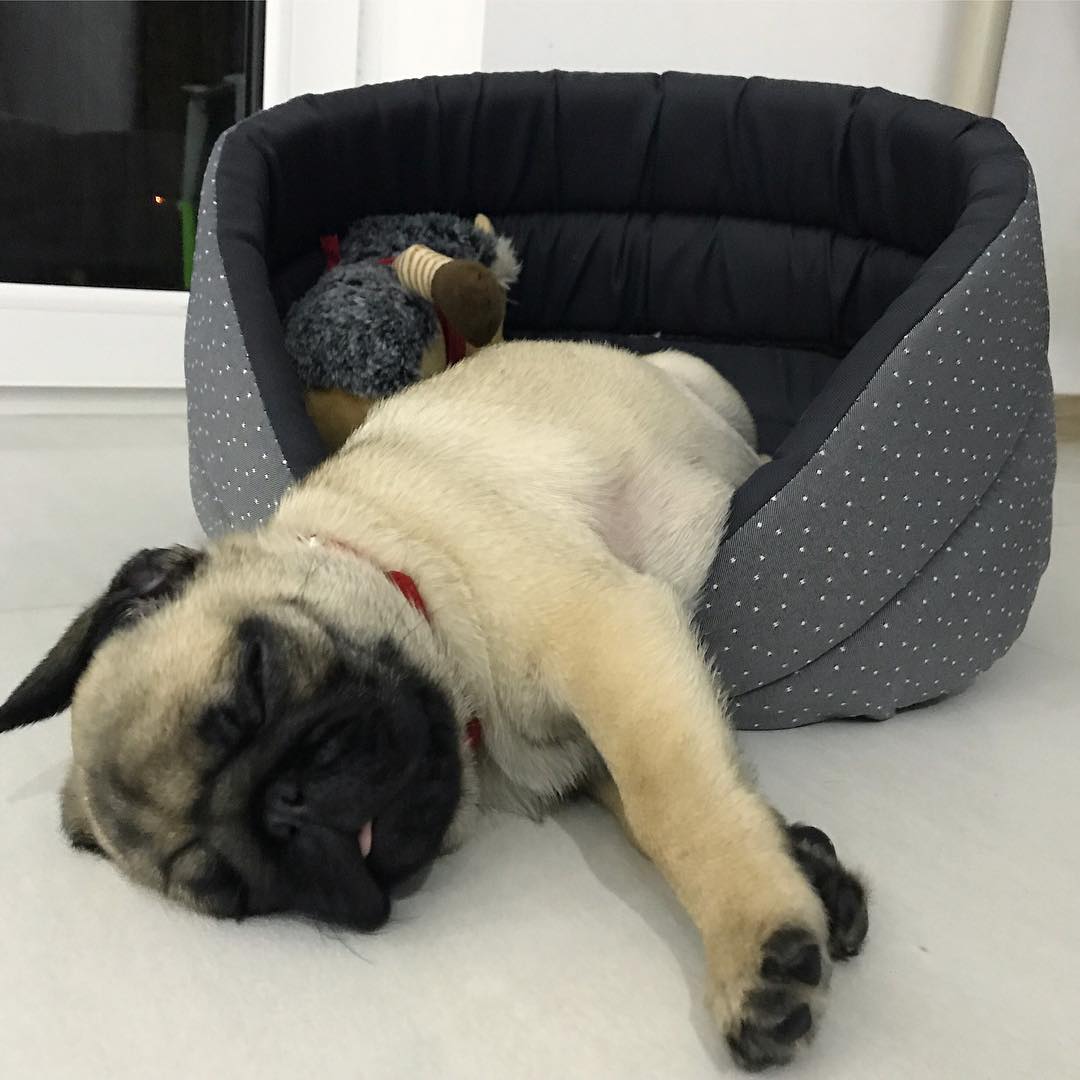 Upoznajte mopsa - najslađeg psa na svijetu | Cazin.NET