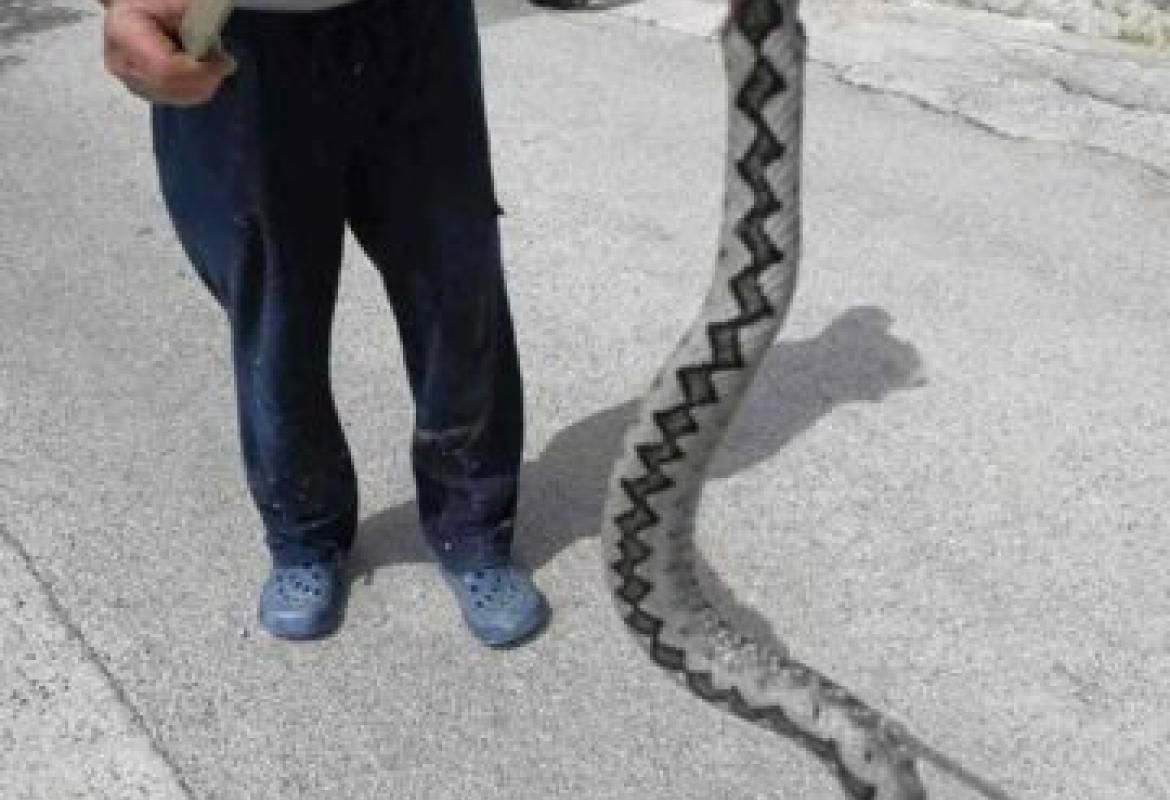 ‘Divovski poskok dopuzao nam je u dvorište i krenuo prema ...