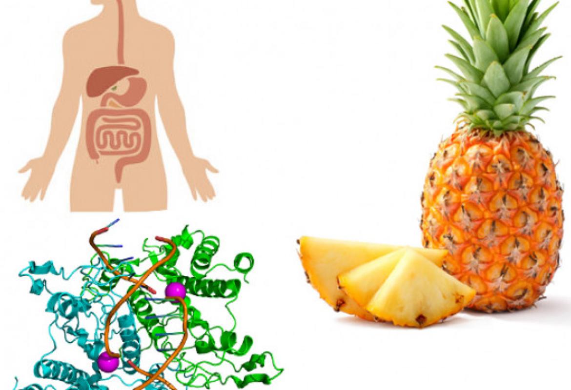 Enzimi – bez njih nema dobre probave