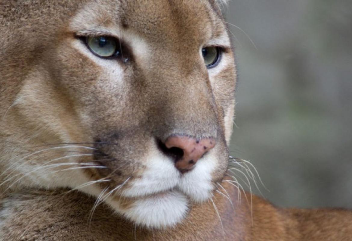 Beba pume koja neće da ustane je nešto najslađe što ćete danas vidjeti