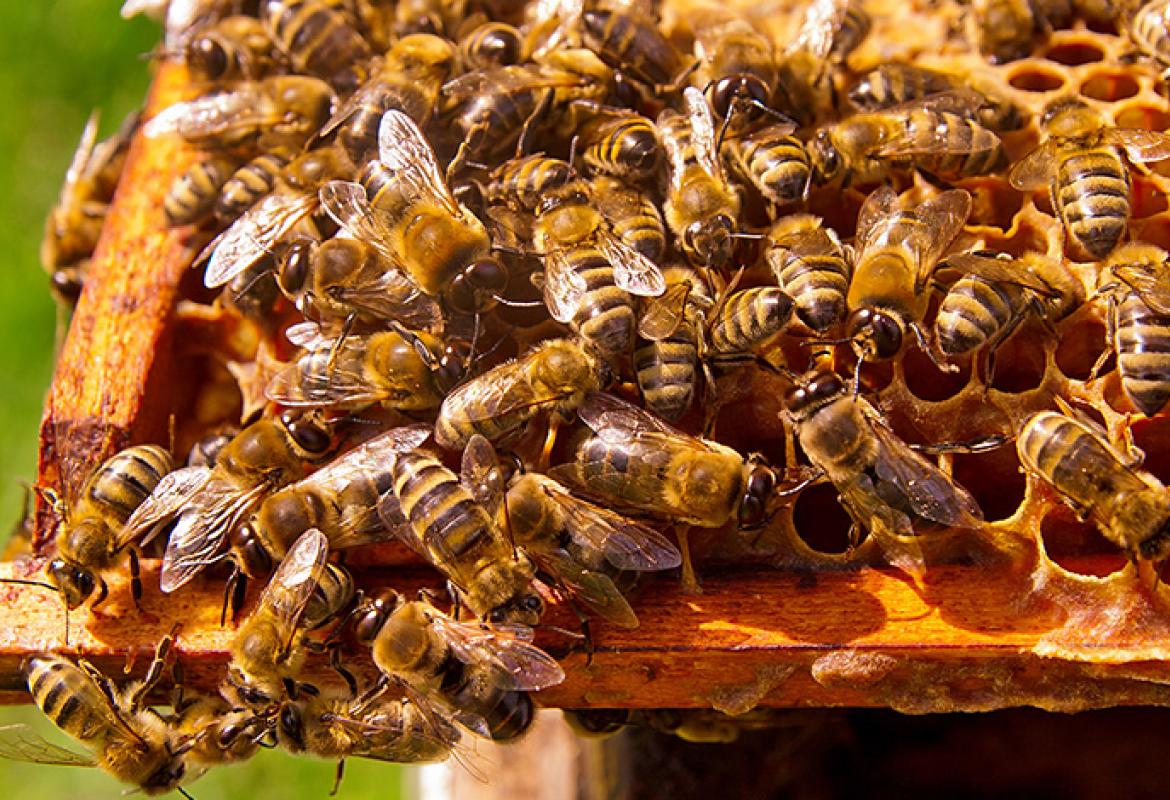 Uz 20. maj, Svjetski dan pčela: Za tri četvrtine smanjen broj ...