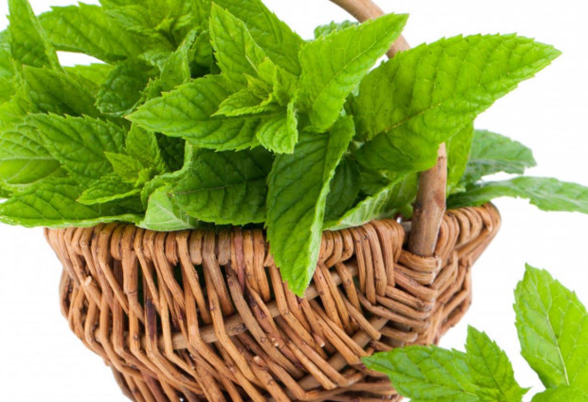 Menta suzbija upale i infekcije