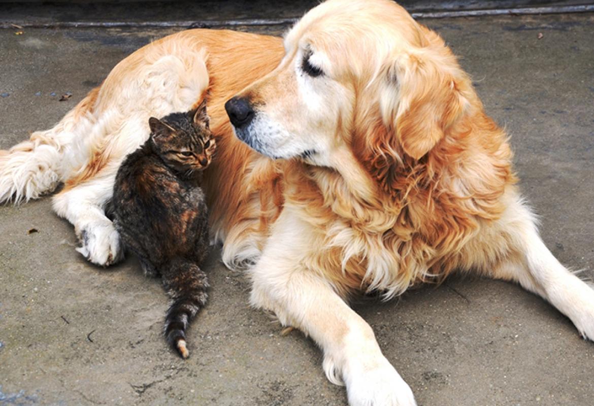 Pas i mačka postali najbolji prijatelji