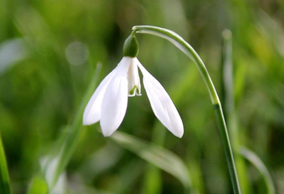 Znate li šta su džemre i hamsin?
