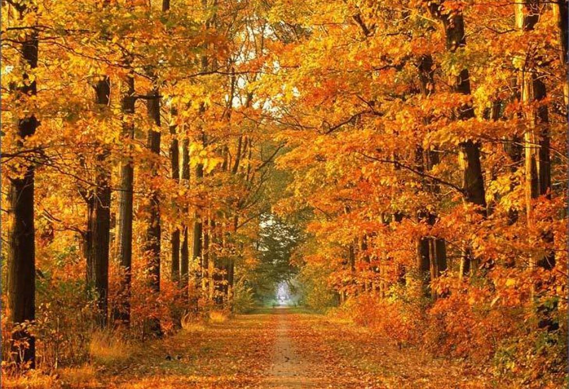 Zašto bi ove jeseni trebalo da šetate šumom? Ojačajte um i imuni sistem ...