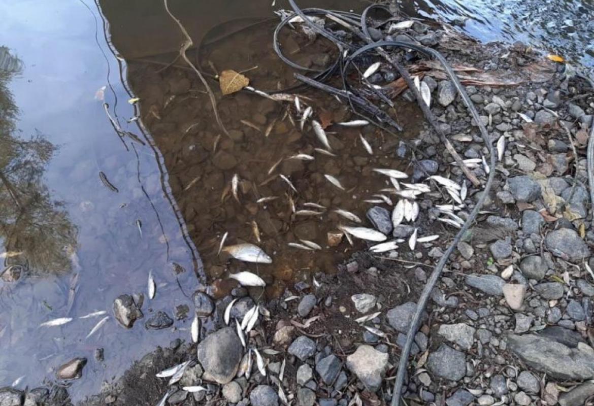 Veliki pomor ribe u BiH: Tužilaštvo uključeno u istragu, ekolozi zabrinuti
