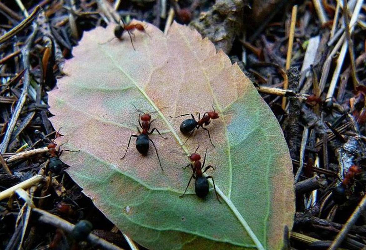 Najbrži mrav na svijetu juri 85 centimetara u sekundi