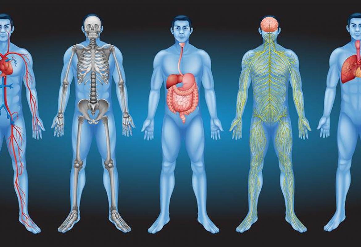 Fascinantne činjenice o ljudskom tijelu