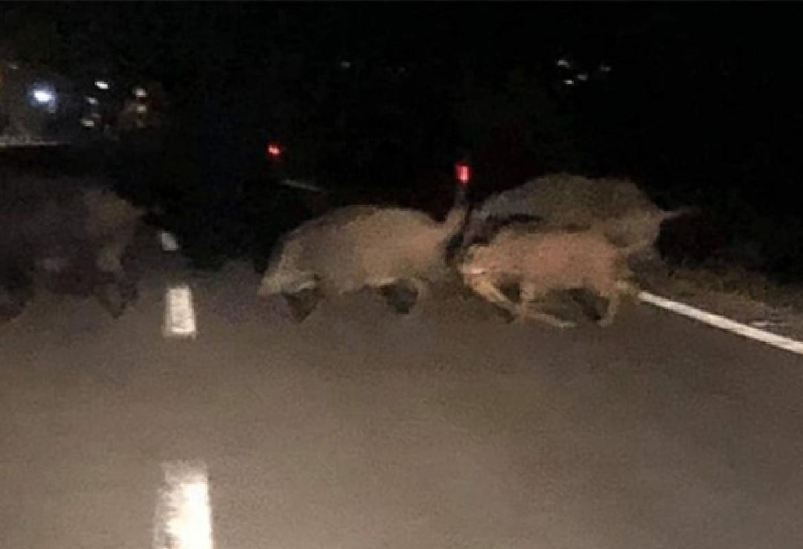 Divlje svinje “prošetale” Sanskim Mostom: “Lovci se satraše da ih nađu ...