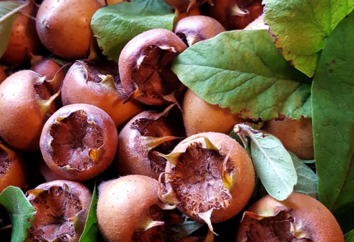 Mušmula čuva organizam