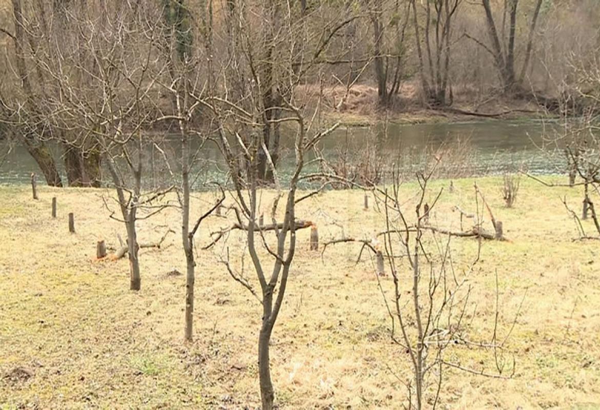 VIDEO - KORMORANI I DABROVI NANOSE ŠTETE STANOVNICIMA LJUTOČKE DOLINE