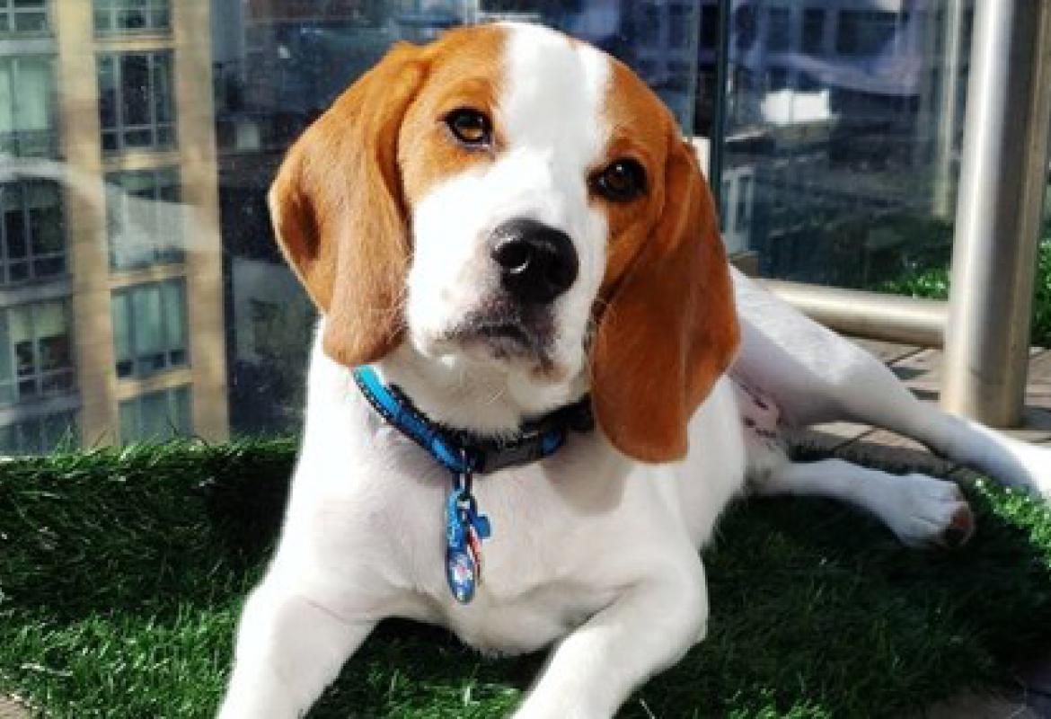 10 zanimljivosti o psima koje možda niste znali