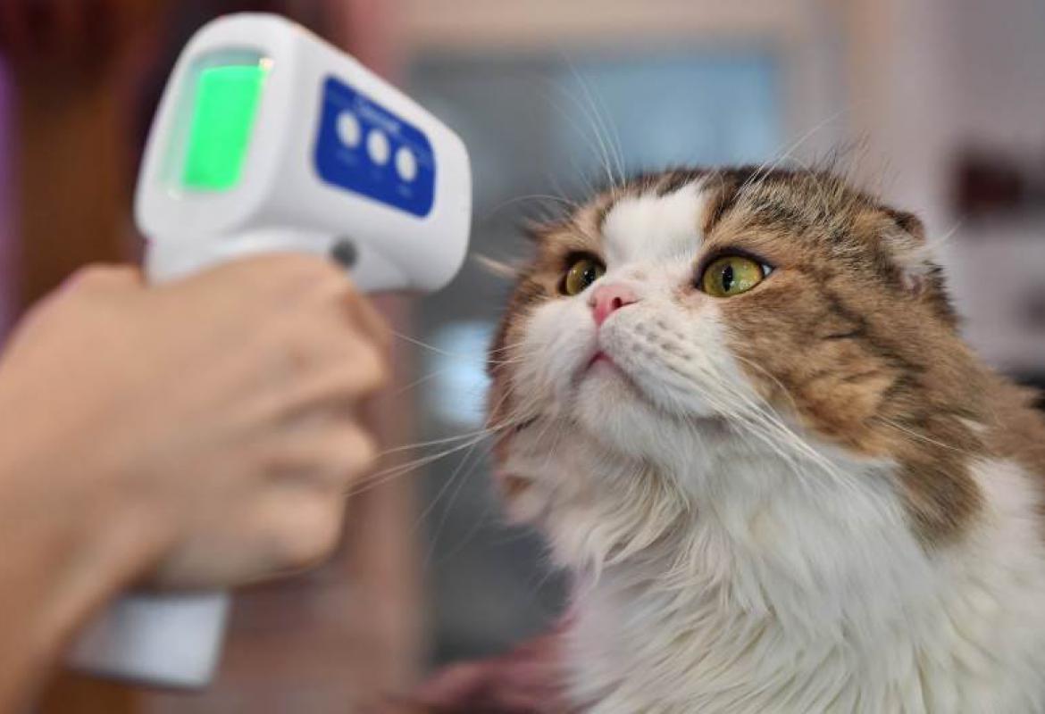 Francuska mačka preživjela zarazu koronavirusom