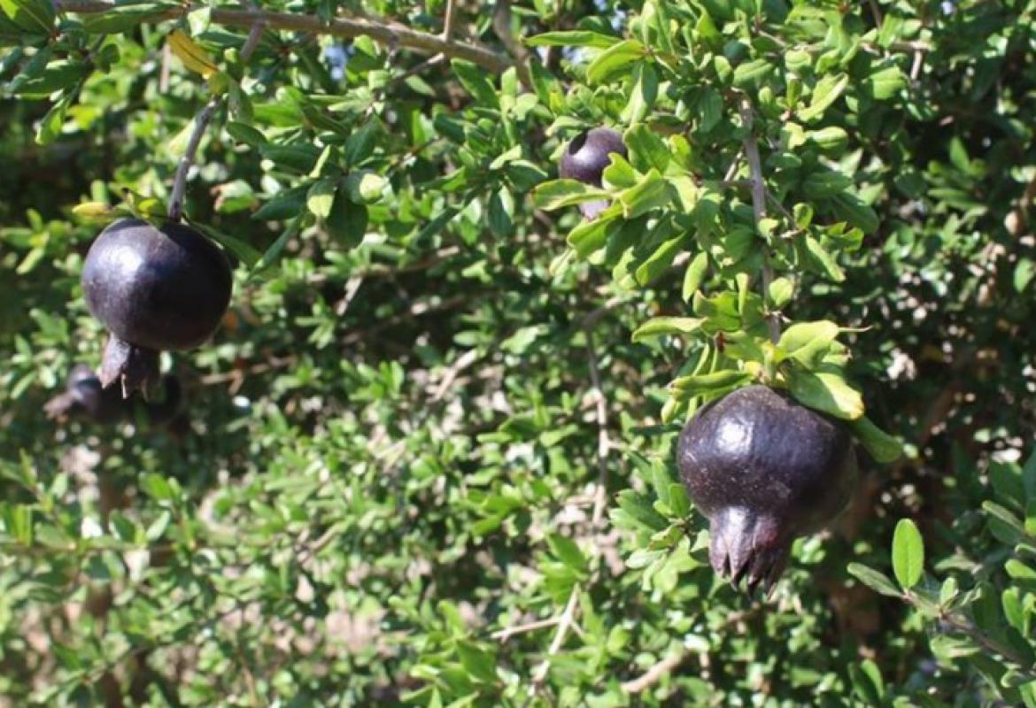 Sočan i sladak: Crni šipak uskoro na europskom tržištu