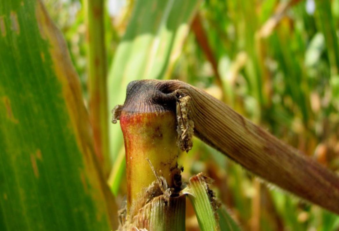 Kukuruzni moljac uzrokuje lomove i manje prinose – koje su mjere zaštite?