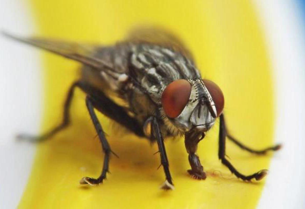 Kako se riješiti muha: Uz ove prirodne načine i trikove moći ćete ...