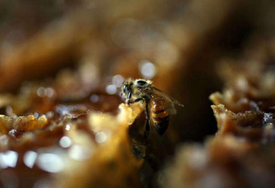 ʽBespilotne pčeleʼ mijenjat će prave i oprašivati biljke