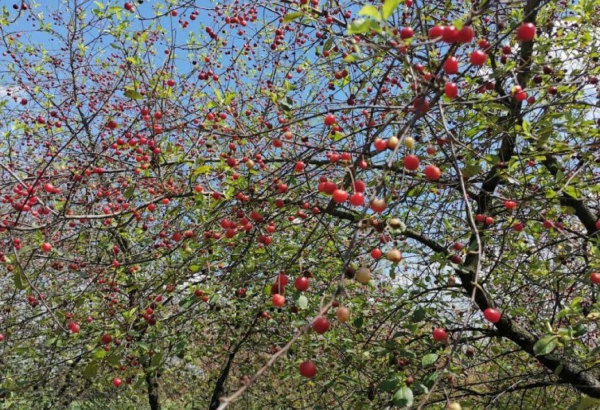Zašto je dobro imati višnju u svom vrtu?