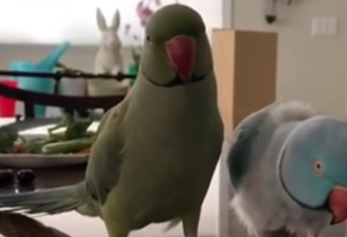 Dvije papige razgovarale poput ljudi, video je hit na internetu