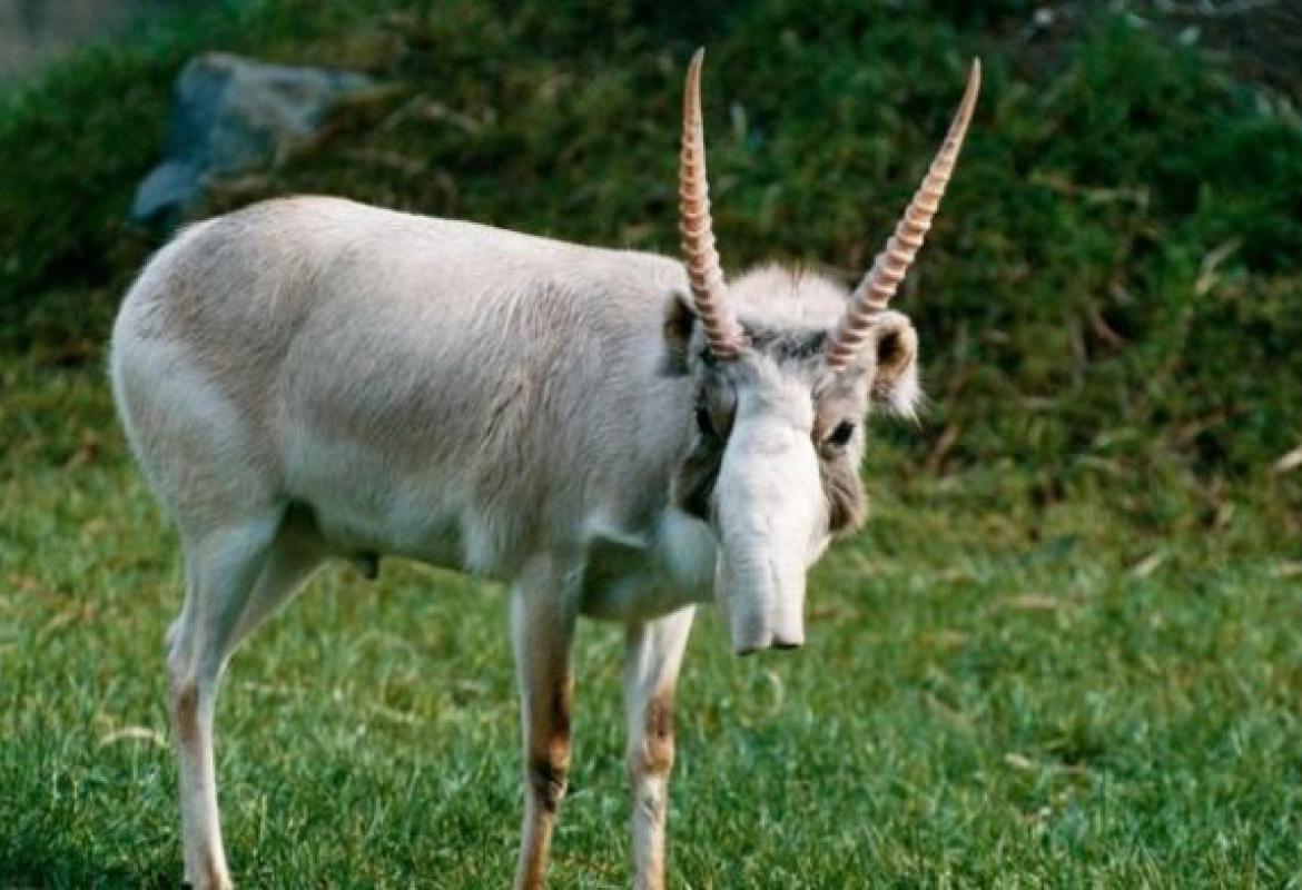 Ova životinja je preživjela ledeno doba i smatra se jednom od ...