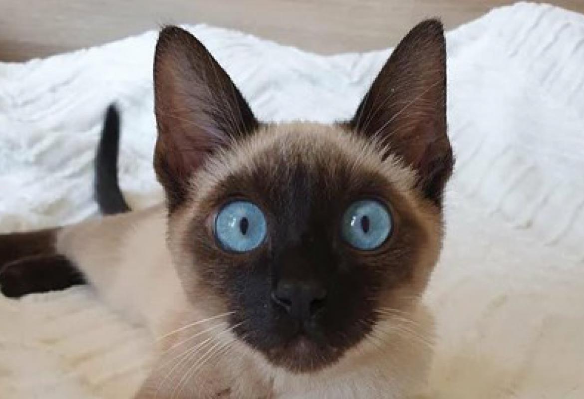 Sijamska mačka: Pet zanimljivosti o jednoj od najstarijih pasmina na ...