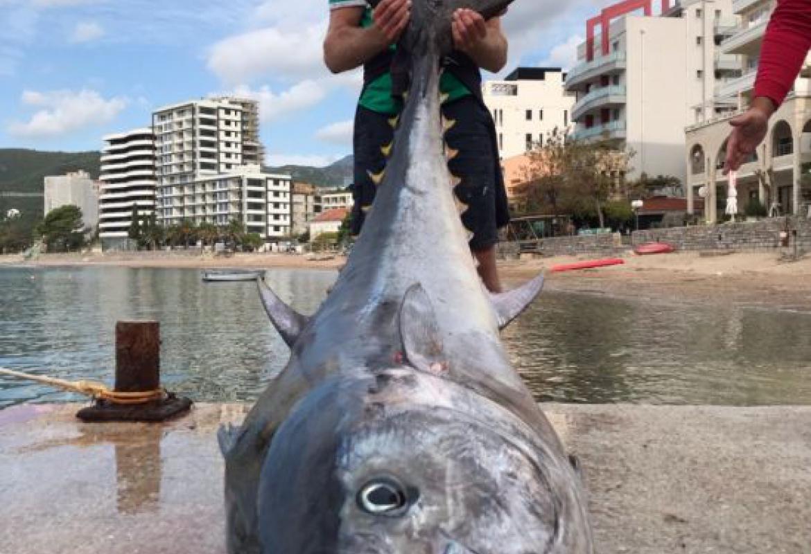 Nevjerovatno: U Jadranu ulovili ogromnu tunu od skoro 200 kilograma
