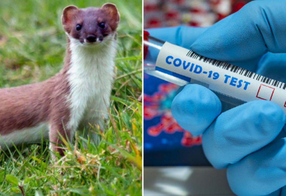 Koronavirus može preći s lasice na ljude i obrnuto