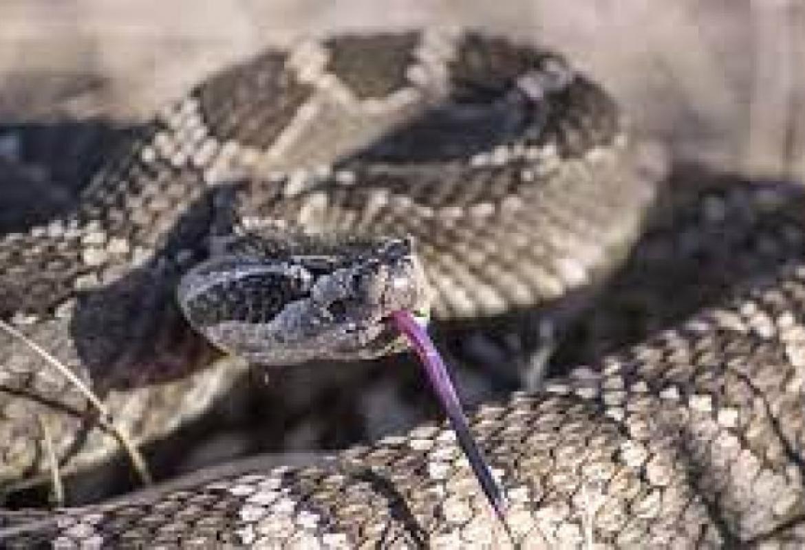 Šta učiniti ako primjetite zmiju tokom šetnje u prirodi