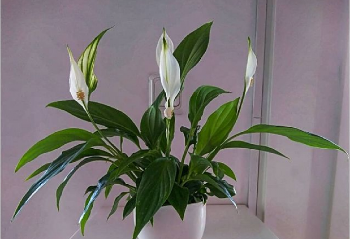 Čistilica zraka koja u dom donosi zdravlje i ljubav