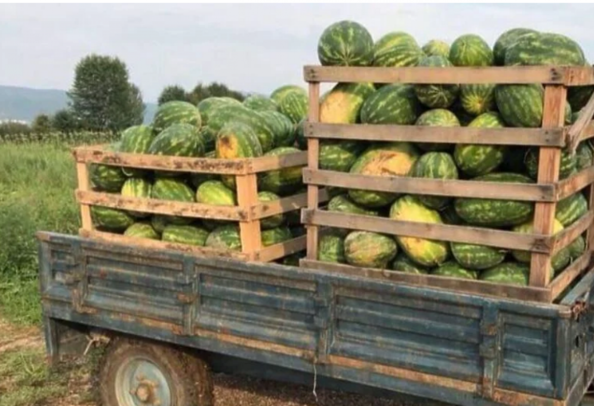 Lubenice u BiH dobro su rodile ove godine, uskoro počinje berba