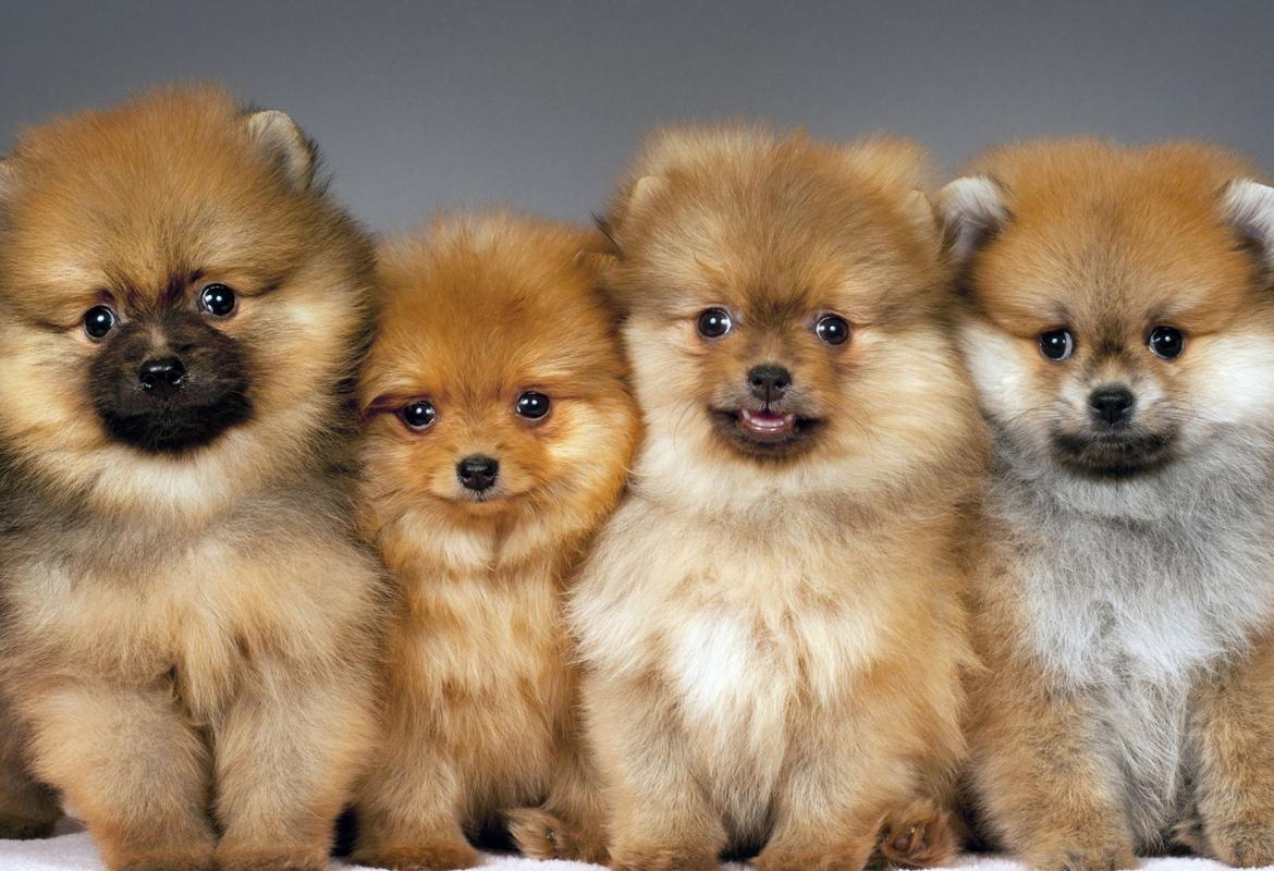 Koje su najpopularnije rase pasa na svijetu