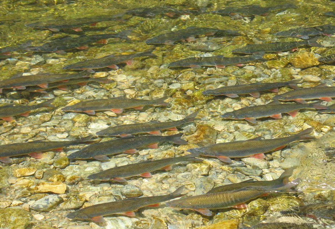 Zanimljiv prirodni fenomen: Hiljade riba u pritokama Sane