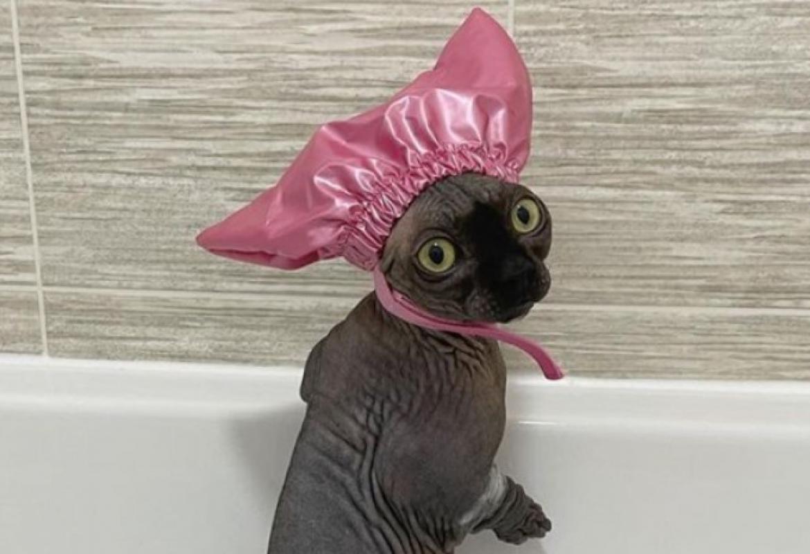 Simpatična mačka bez dlake koja se kupa s ružičastom kapom oduševila je ...