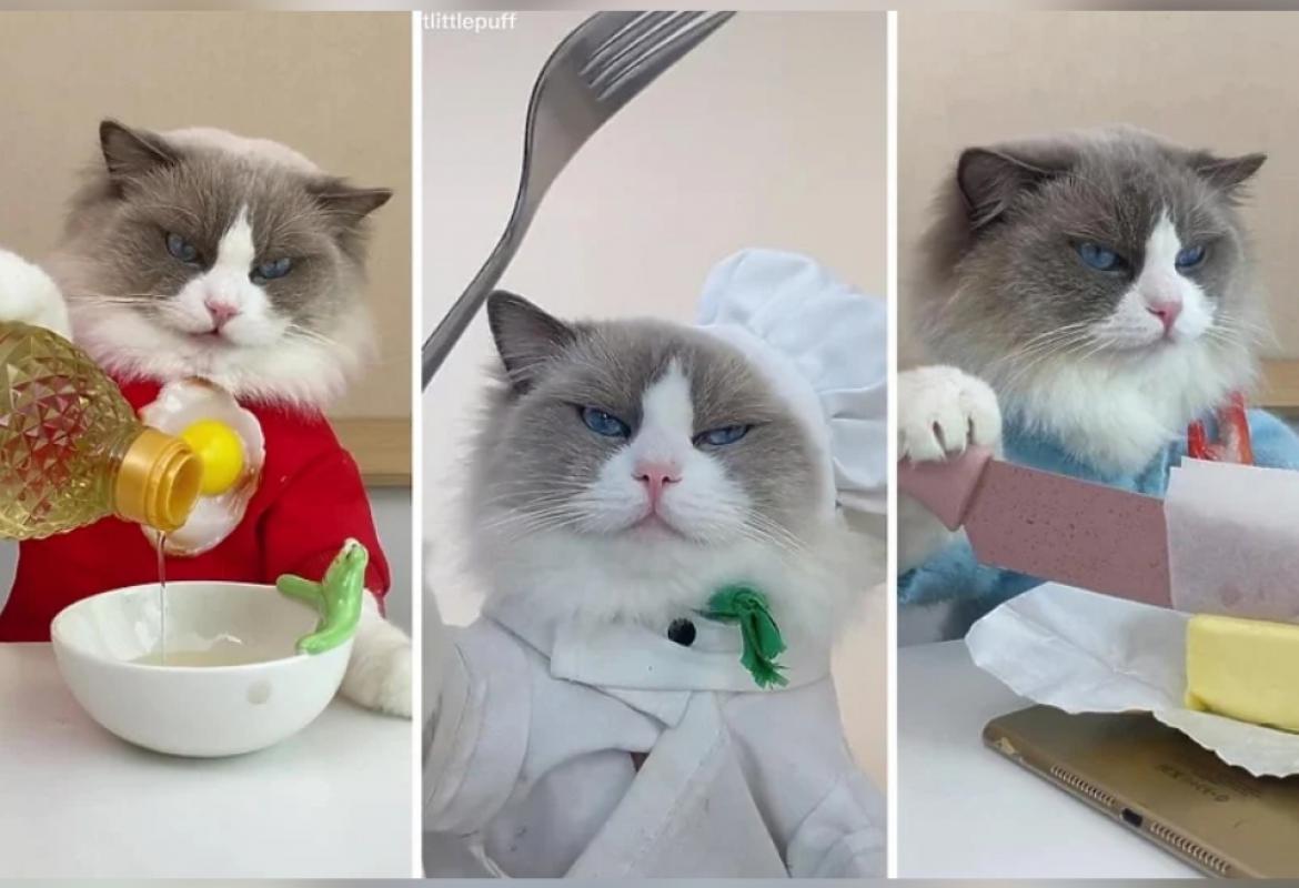 Mačak postao senzacija na društvenim mrežama pokazujući svoje ...