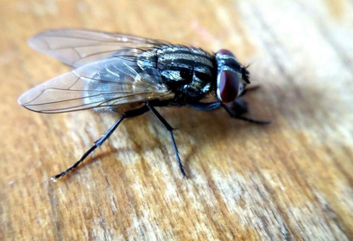 Brzo, jednostavno i jeftino: Ovako ćete spriječiti muhe da ulaze u vaše ...