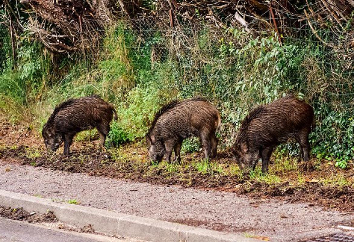 Sve je više divljih životinja u gradovima. Što poduzeti i kako se ponašati?