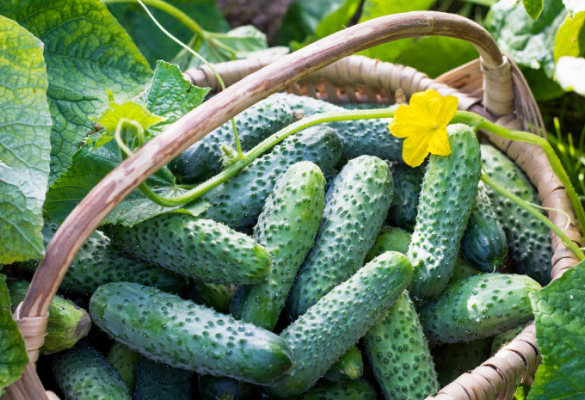 Zašto je krastavac dobar za vrele ljetne dane?