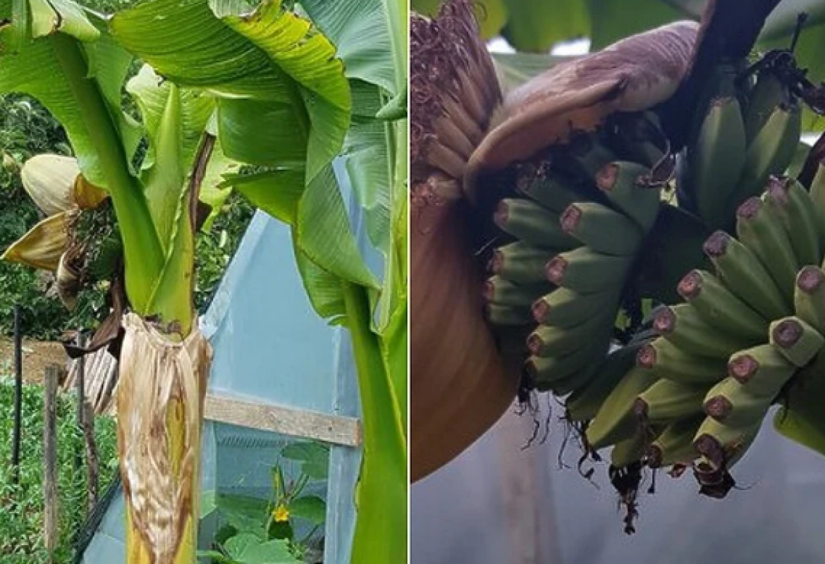 Neobičan slučaj: Uslijed velikih vrućina kod Konjica rodila banana