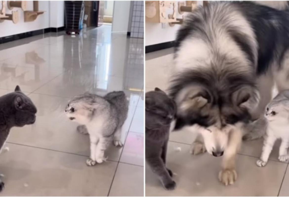 Mačke se svađale, a onda se umiješao pas, pogledajte kako ih je razdvojio