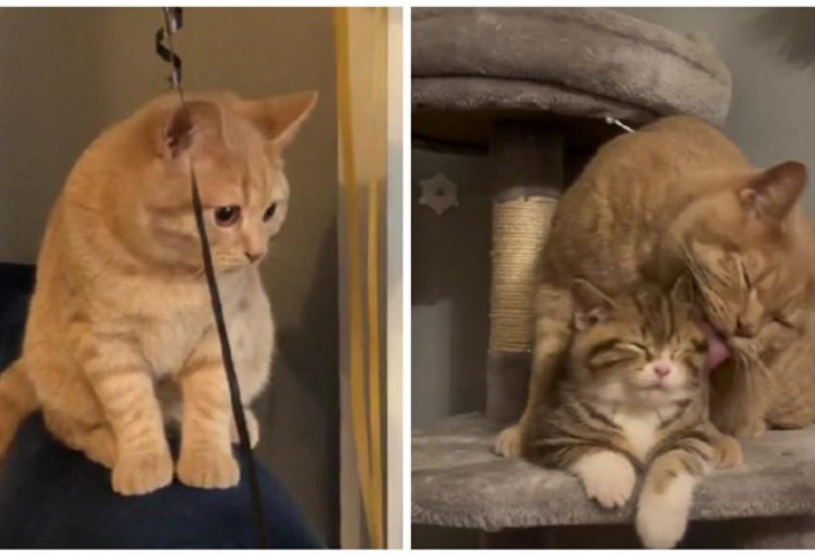 Mačak bio usamljen pa mu vlasnici doveli malenog prijatelja. Sada su ...