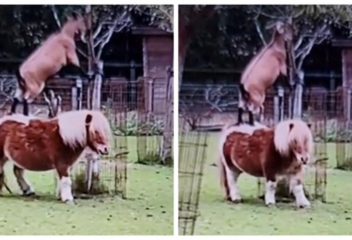 Koza nije mogla do lišća pa se snašla tako što je skočila na ponija