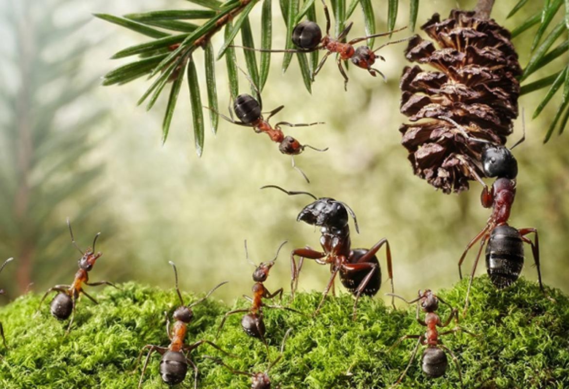 Nevjerovatni podaci nove studije: Na Zemlji postoji 20 kavdriliona mrava