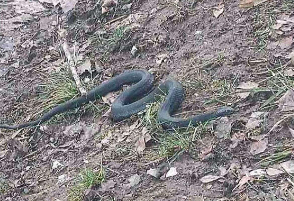 Usred januara: Ogromna crna zmija se pojavila nakon obilnih kiša i poplava