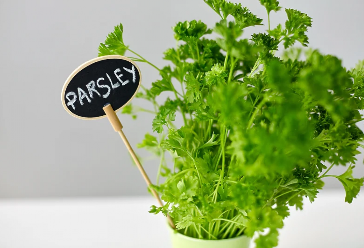 Peršun proglašen najotrovnijom biljkom u 2023., evo kada ga treba ...