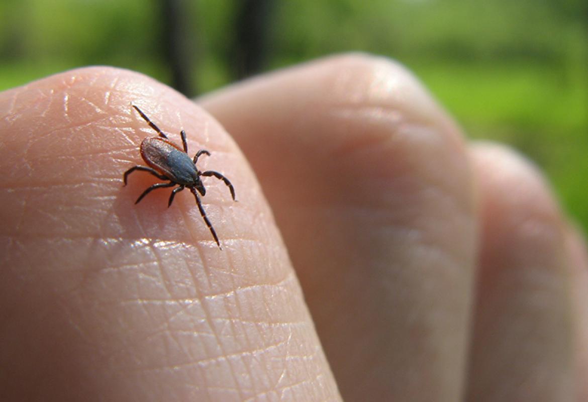 Počela je sezona krpelja, a ovo je sedam bolesti koje prenose