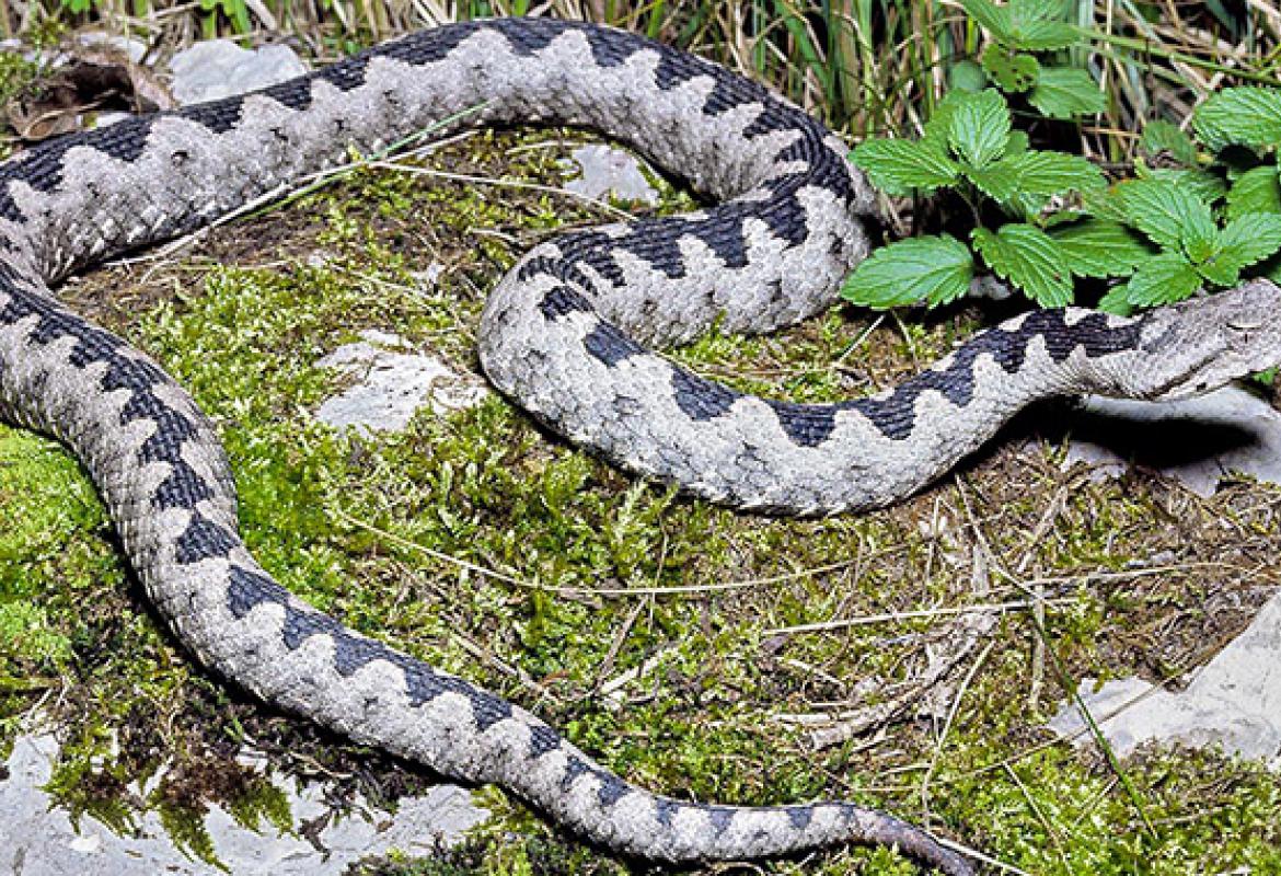 Najezda zmija u bh. gradu: Građani u strahu, djeca ne smiju na igrališta