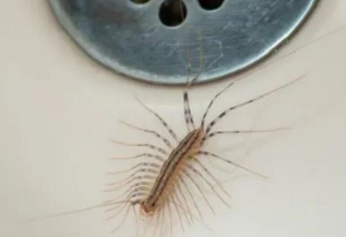 Ako vidite stonoge u kući, nikako ih ne ubijajte: Evo kako vam mogu pomoći