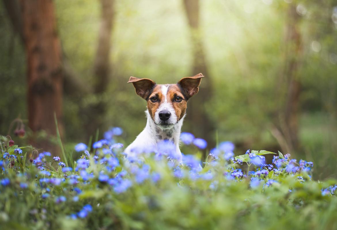 Prema zlatnom rezu: Ovo je 10 najslađih pasmina pasa (FOTO)