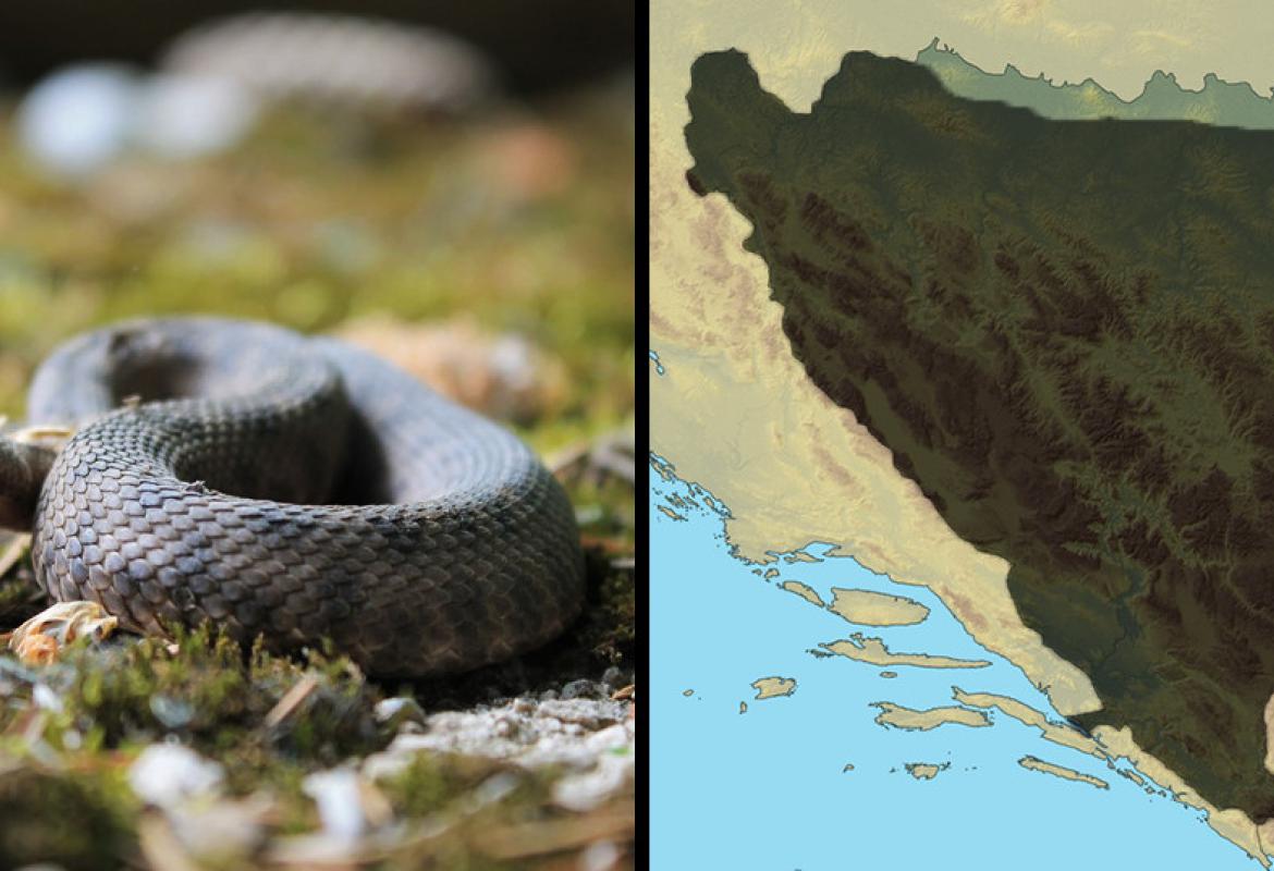 Poskok ugrizao 12-godišnju djevojčicu u Konjević Polju